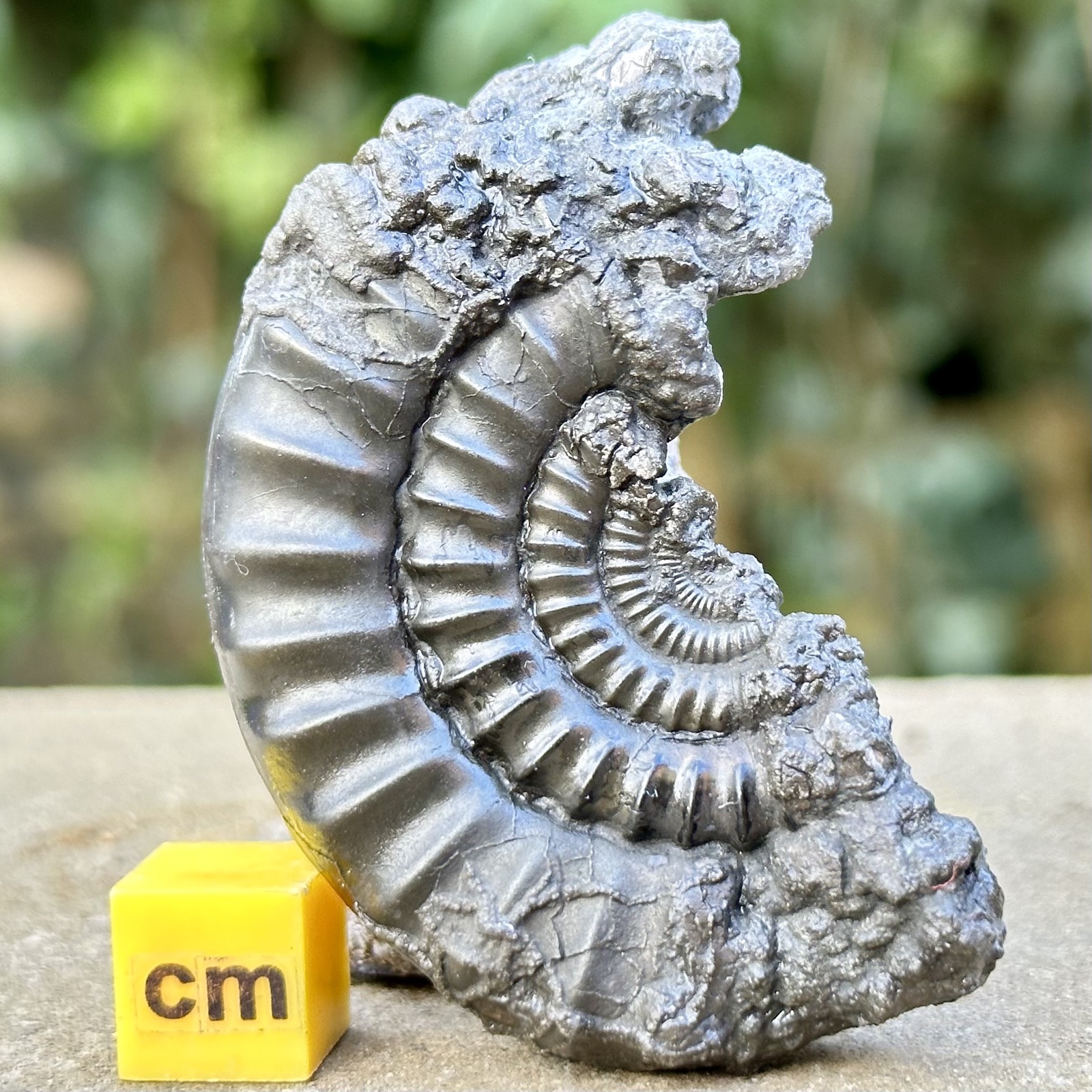 CF0095 – 52 x 28 x 12mm (2.05 x 1.1 x 0.47 inches) – UK Fossils
