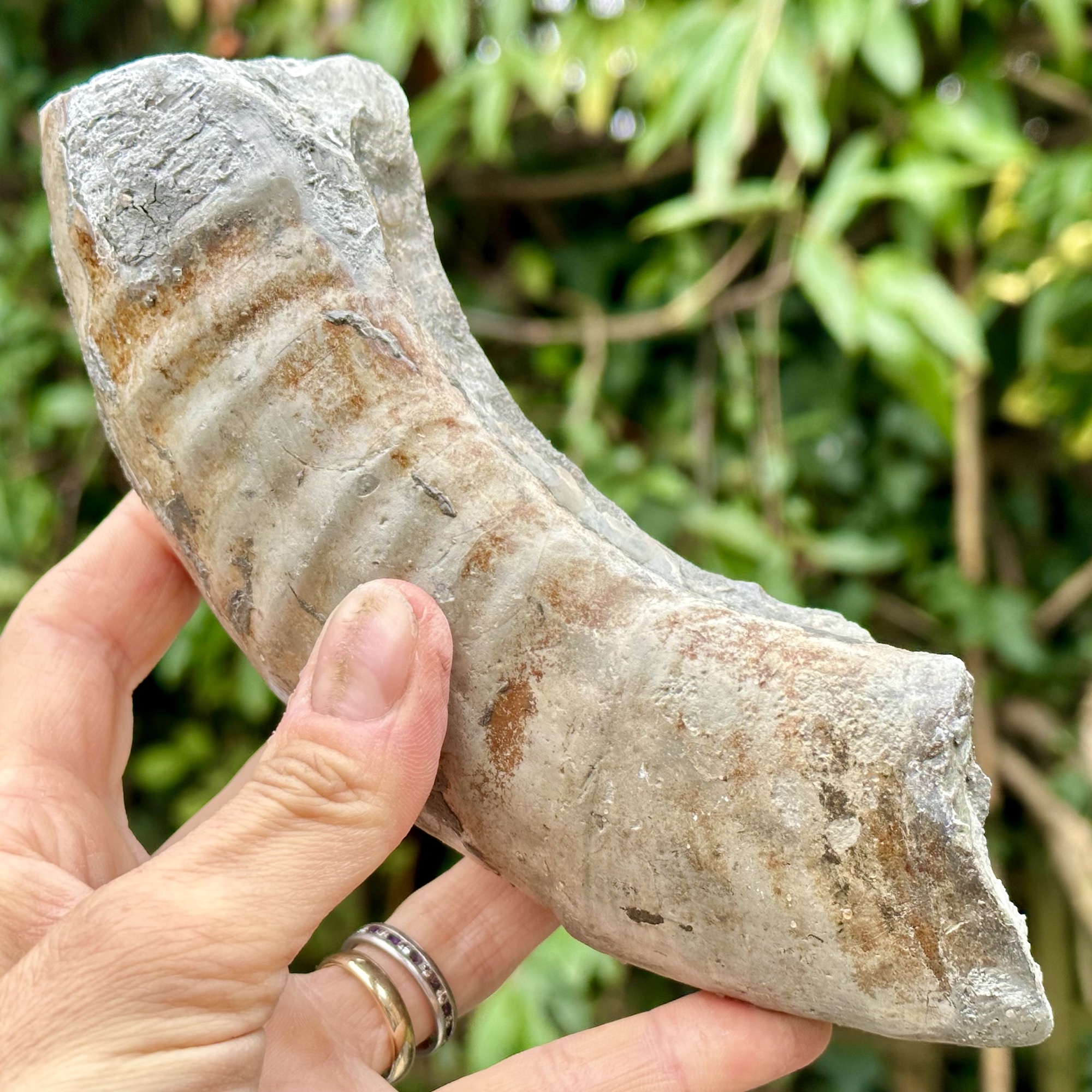 CFR300(IMG_5015) – UK Fossils