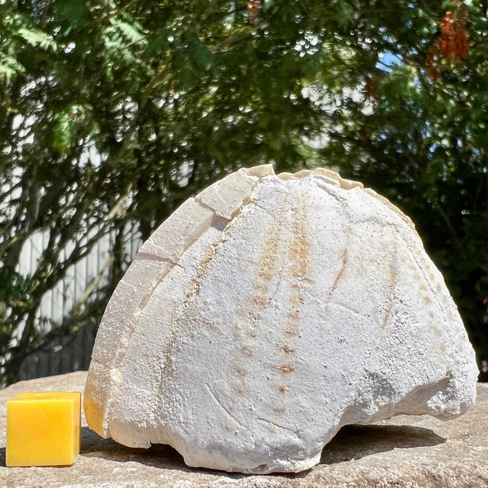 64df45e51e02185ba3963409.jpg – UK Fossils