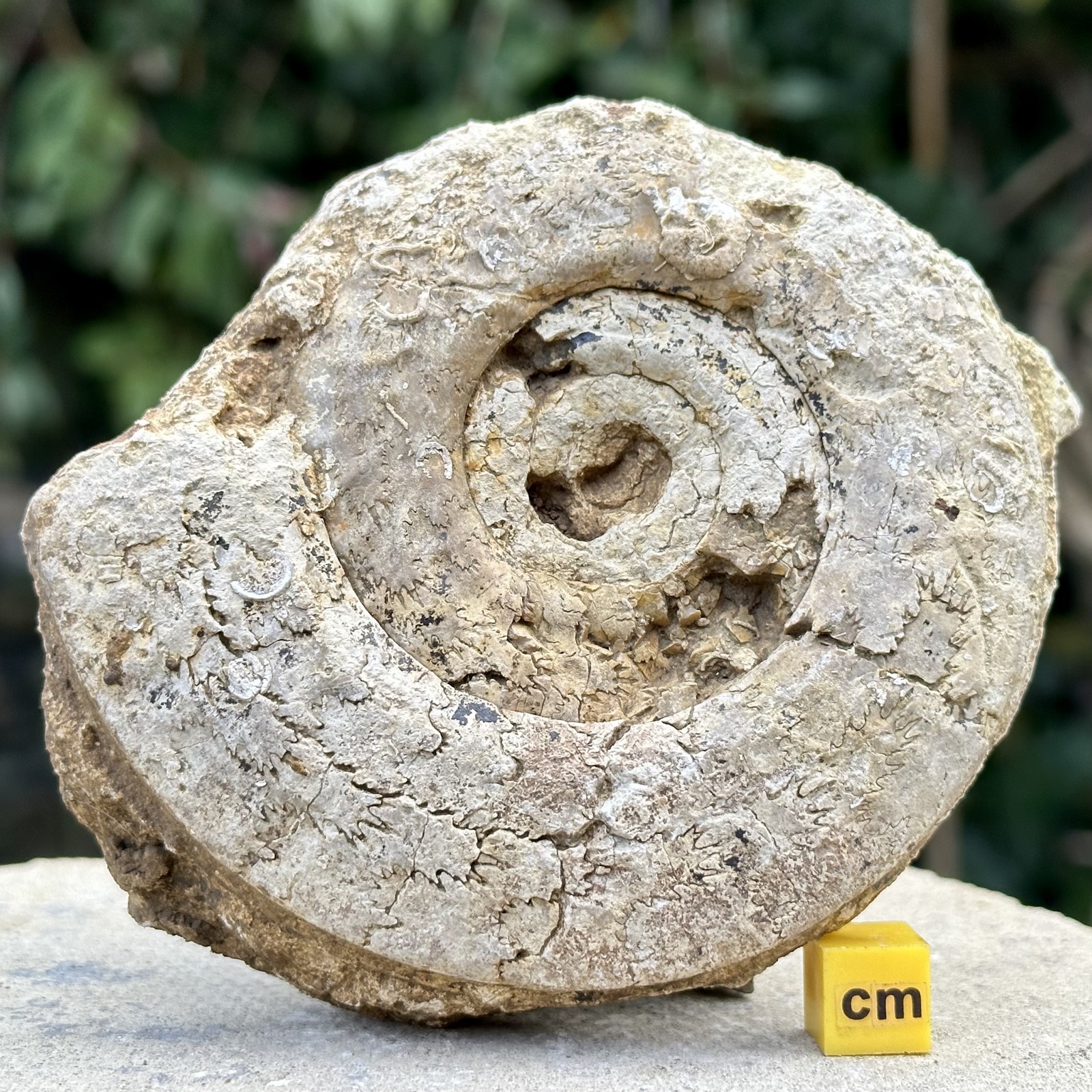 654c09ce1bd68ce4c8968399.jpg – UK Fossils