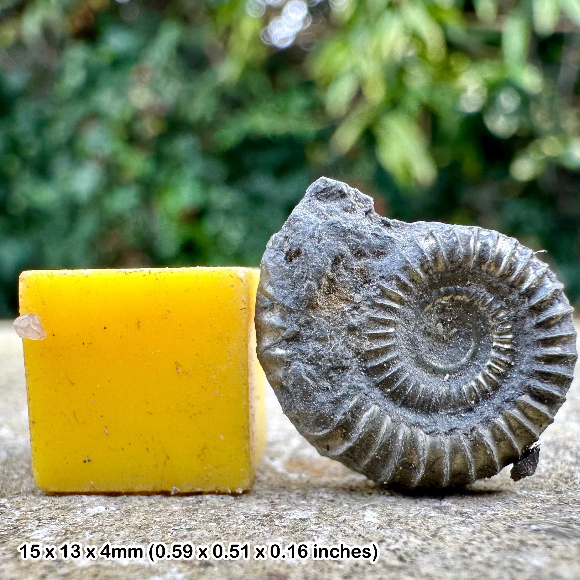6568287a5d7885b18050e0b9.jpg – UK Fossils