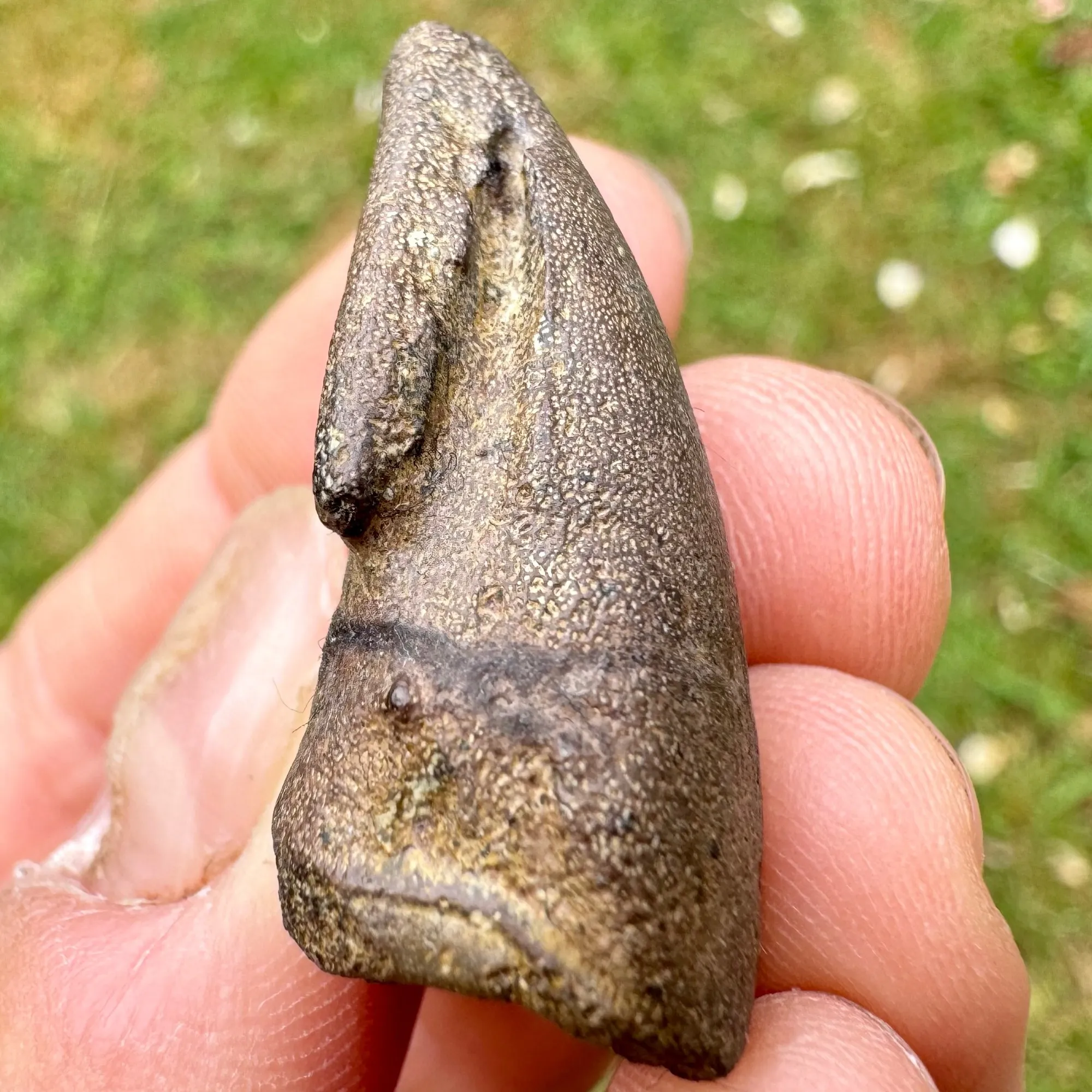 Fossils - (Claw) - UK Fossils