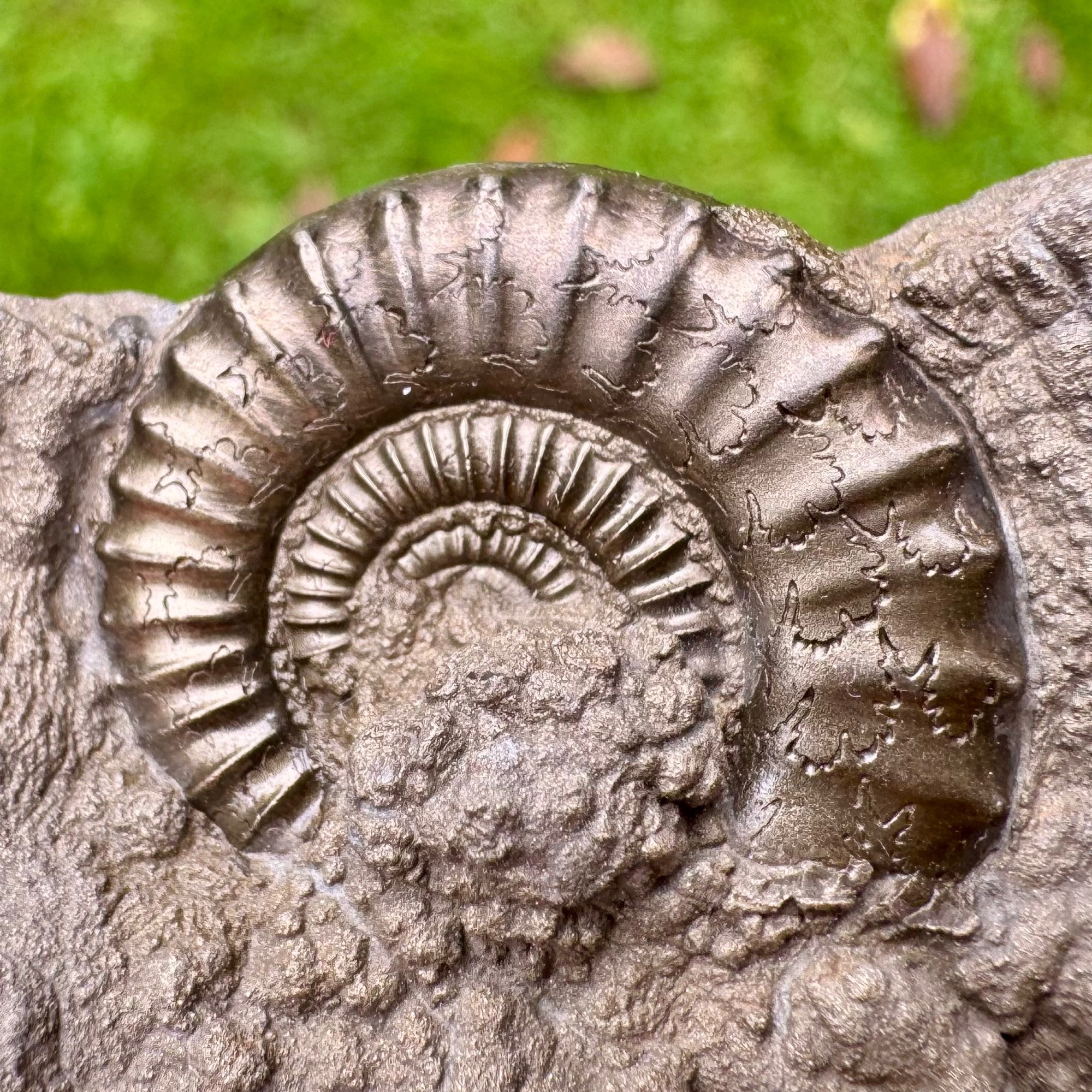 671766c8e9d5385047e053c3.jpg – UK Fossils