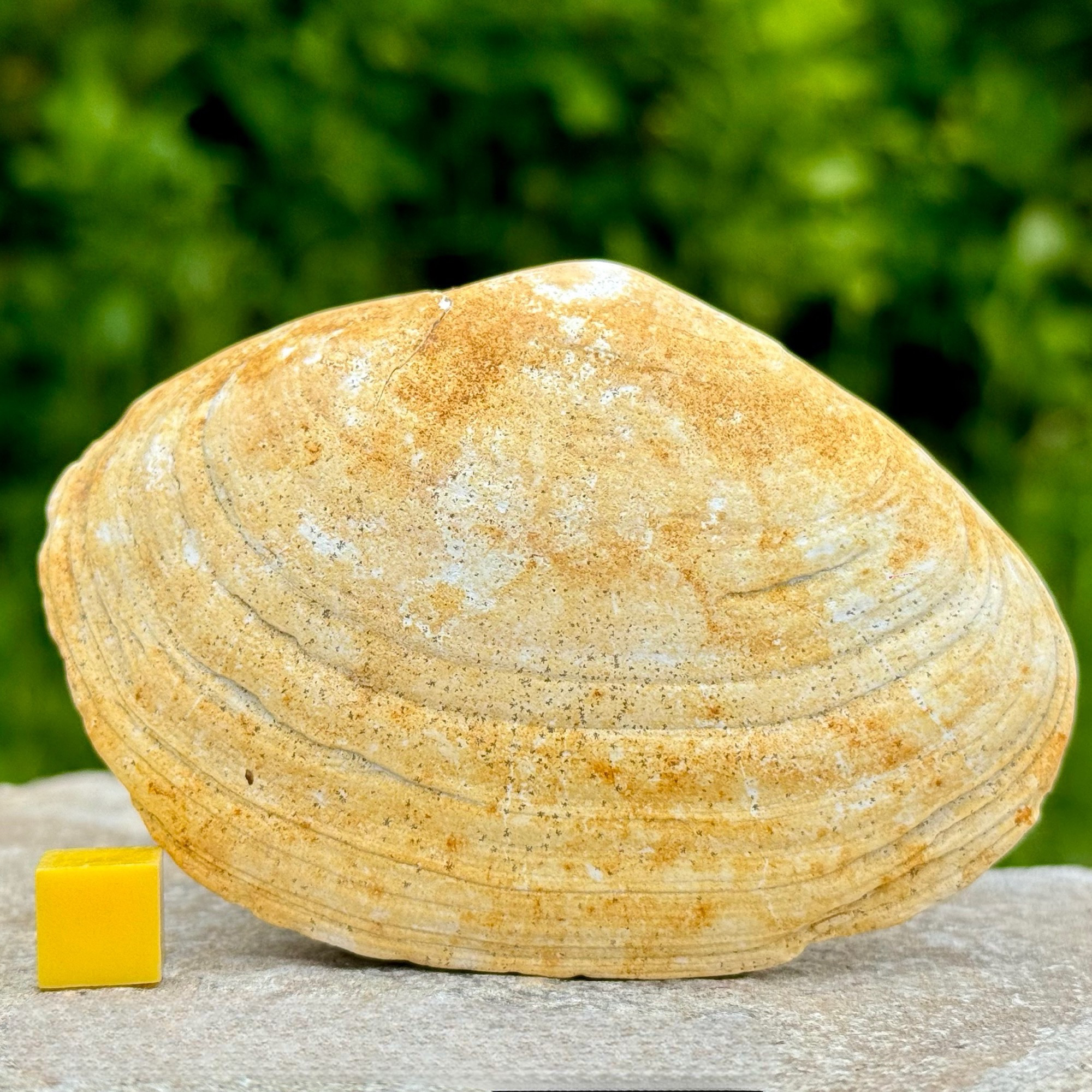 Fossils - (Bivalves) - UK Fossils