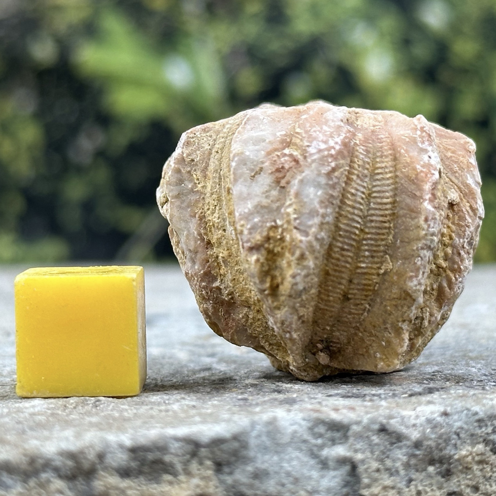 Blasteroid – UK Fossils