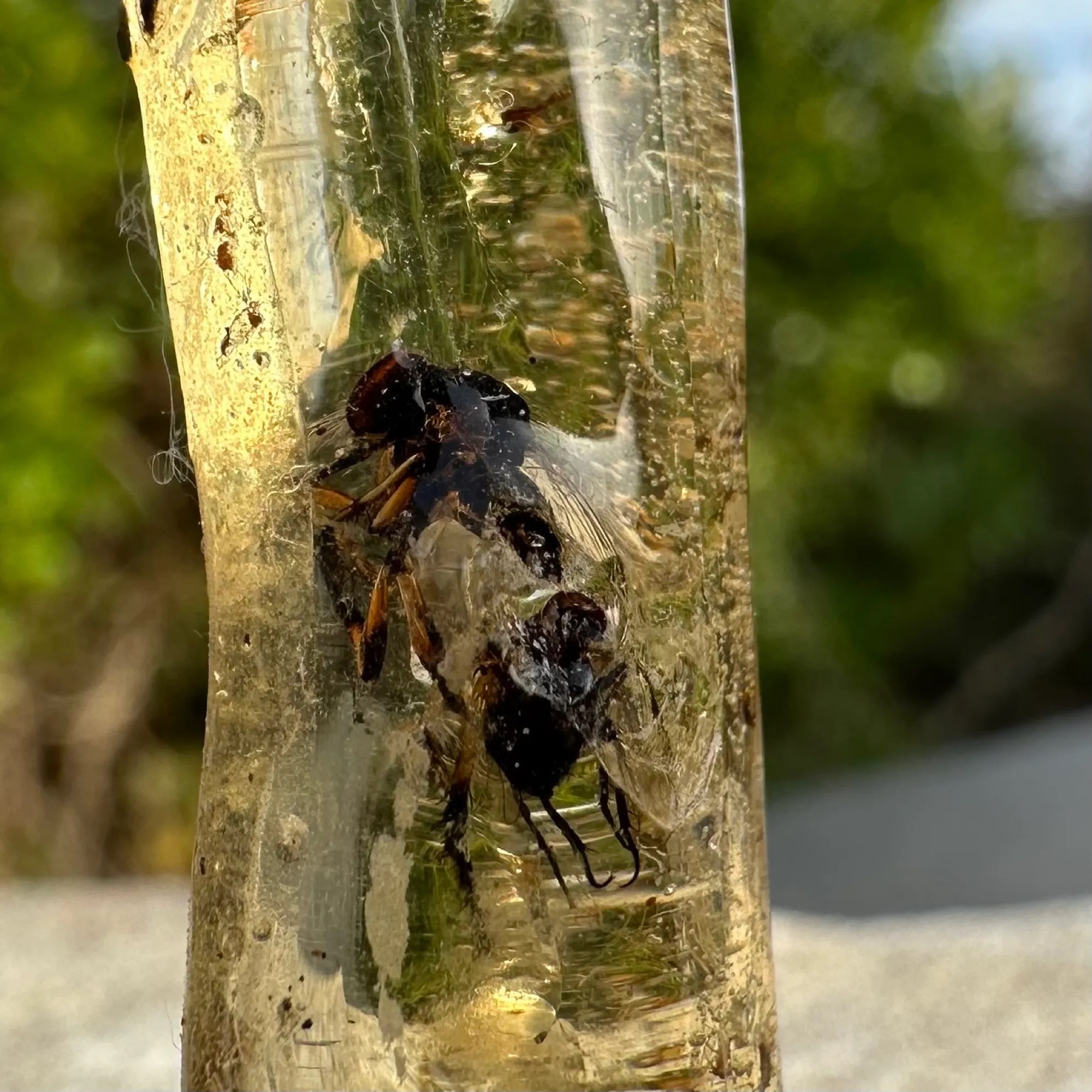 Copal – UK Fossils