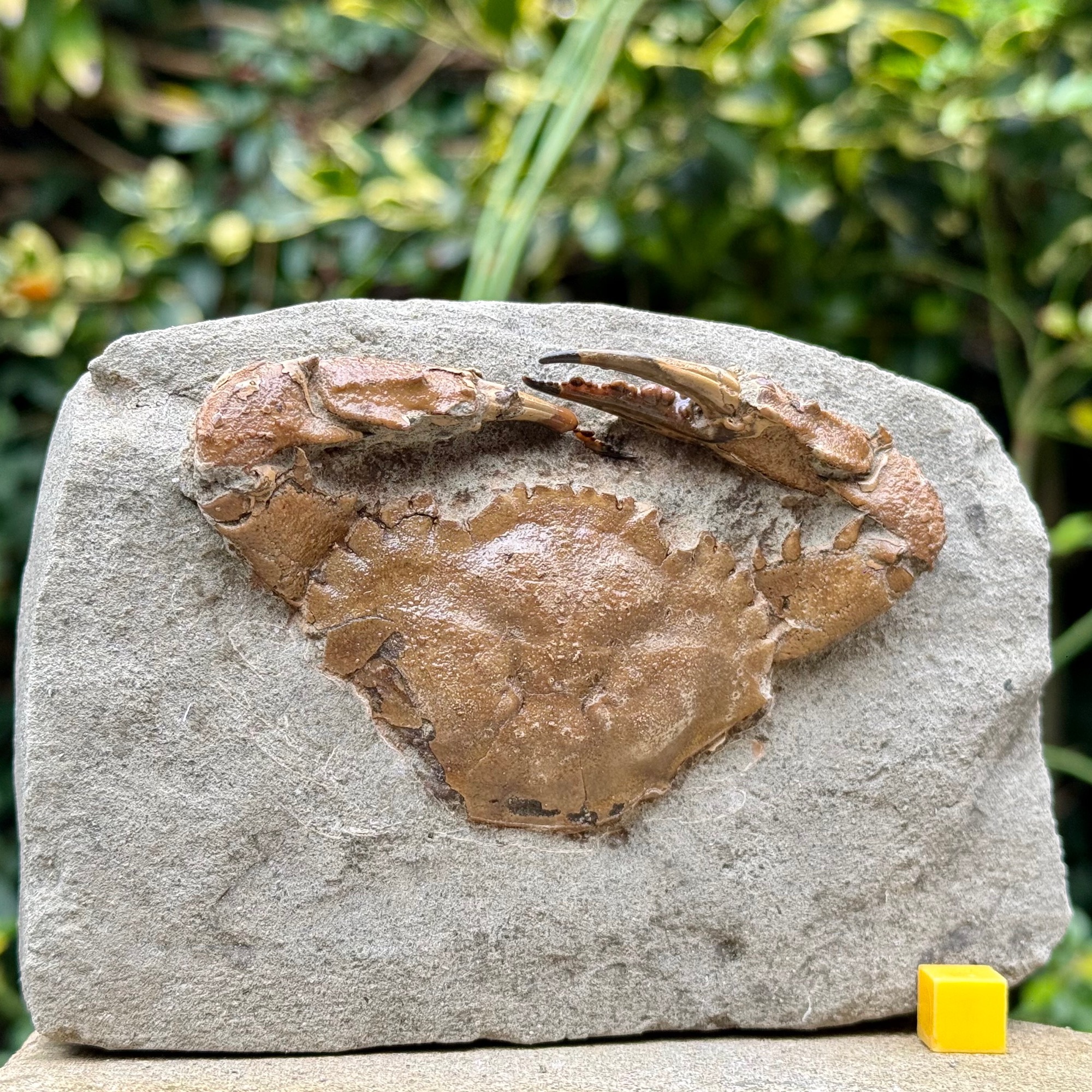 Crabs – UK Fossils