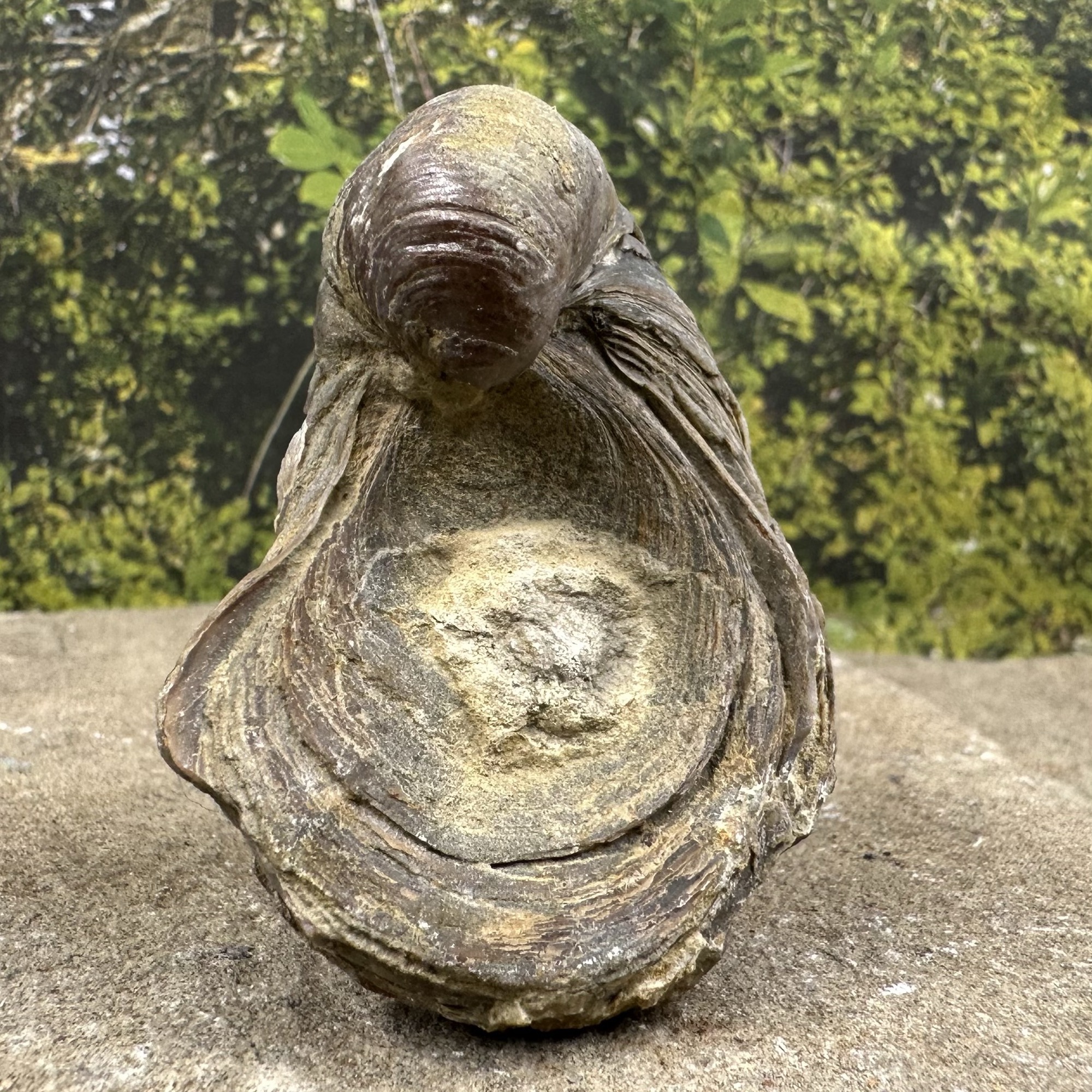 Devil – UK Fossils