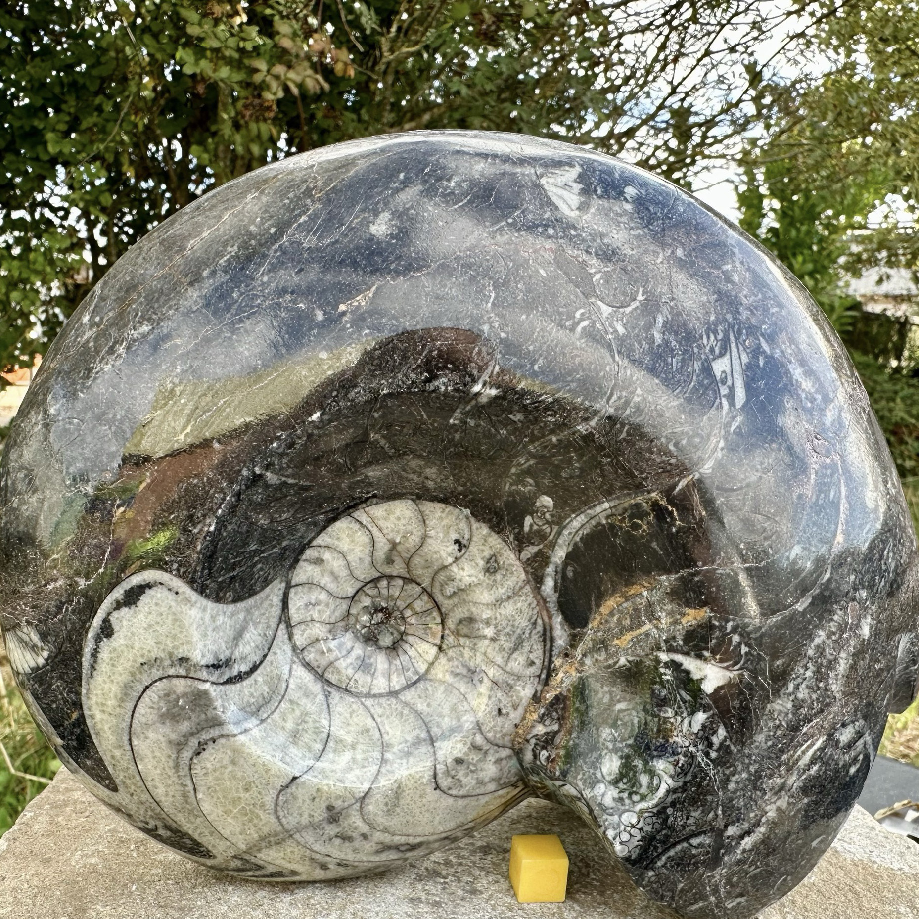 Fossils - (Gonatite) - UK Fossils