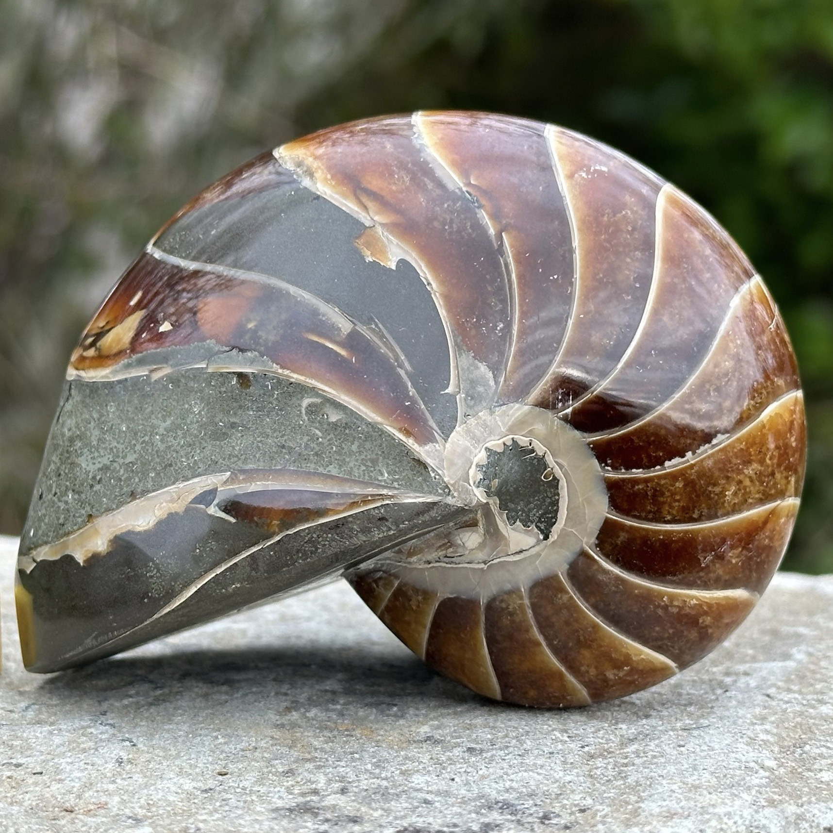 Nautilus – UK Fossils