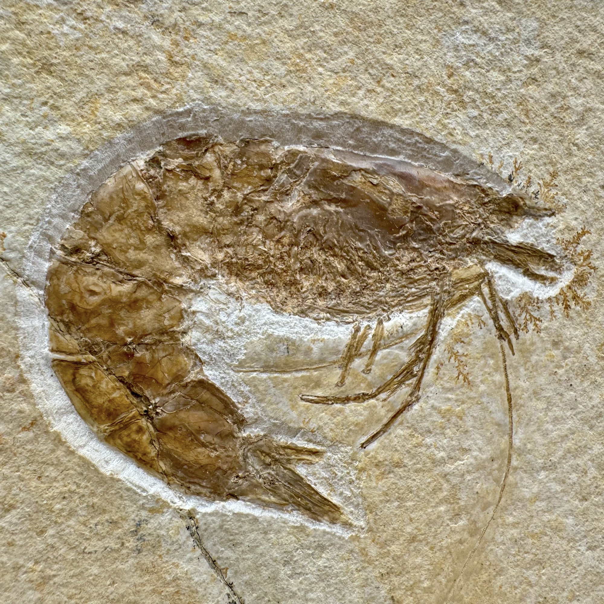 Fossils - (Shrimp) - UK Fossils
