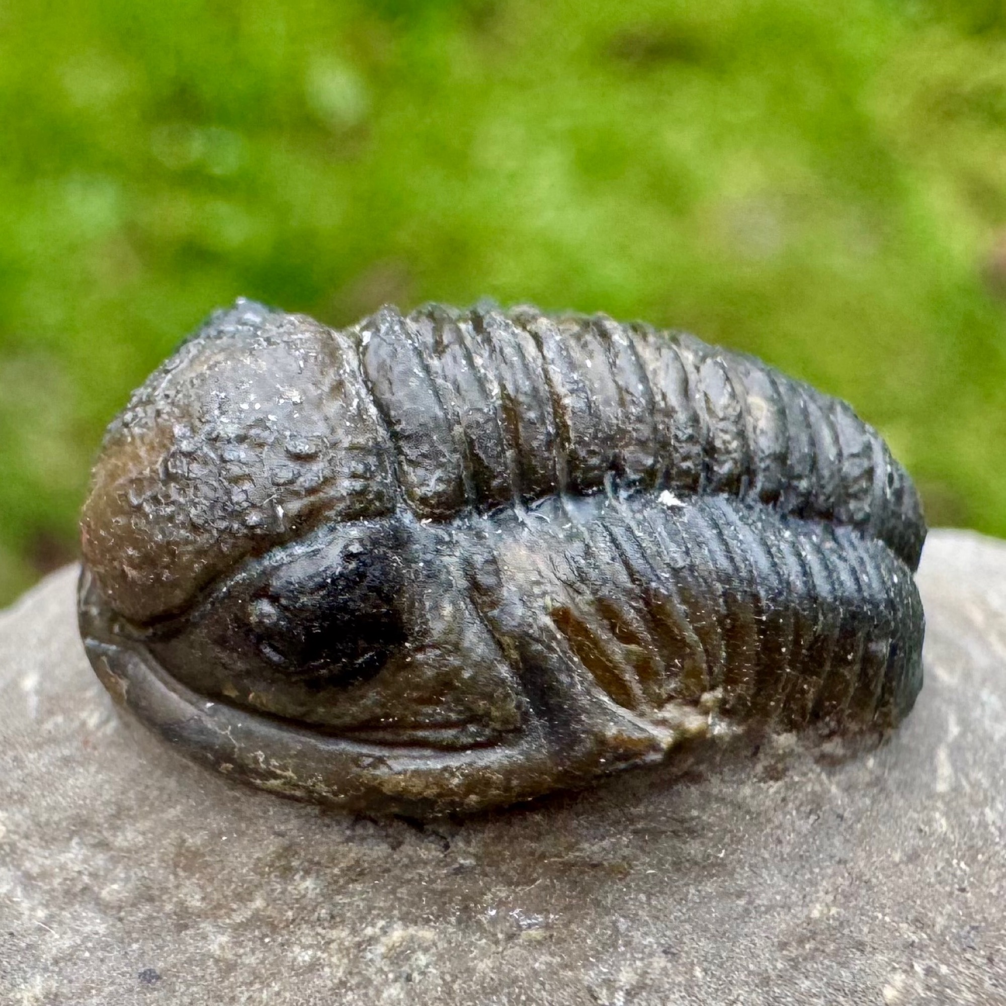 679210f950acb9449c4d8c24.jpg – UK Fossils