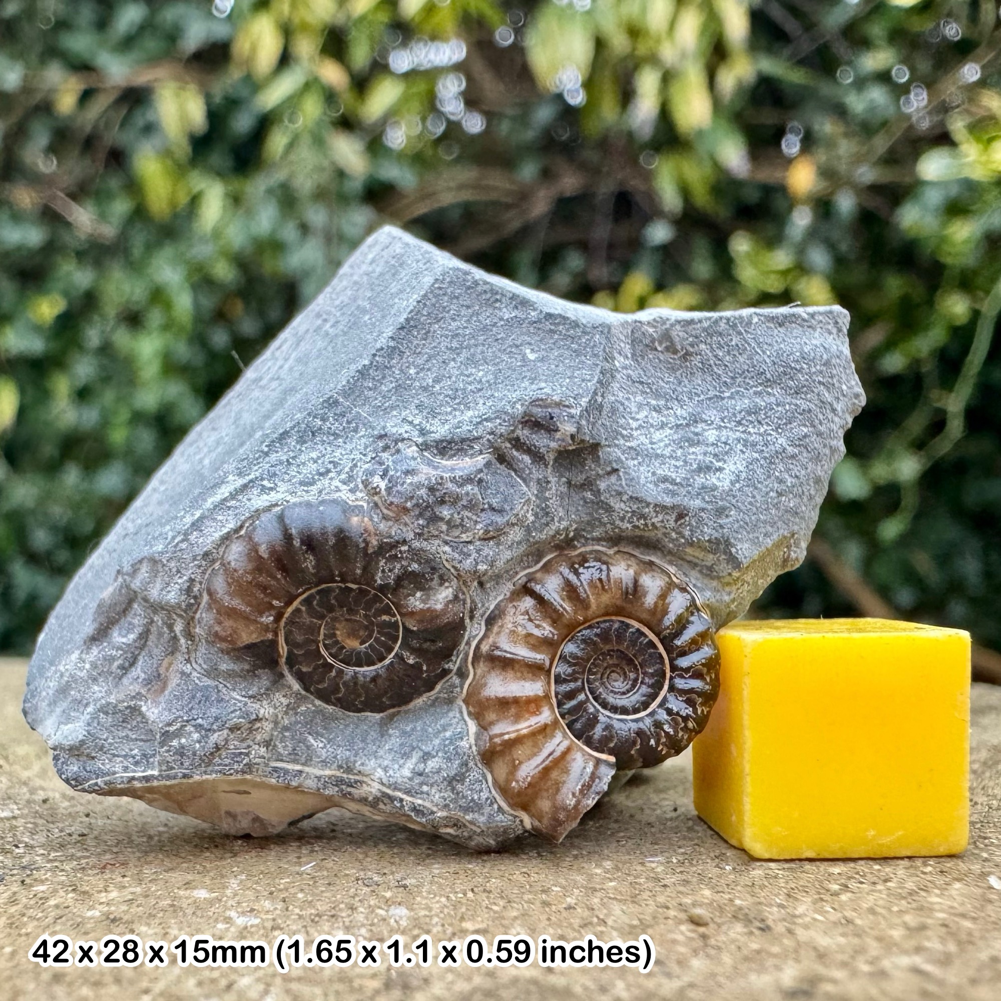 67922da250acb9449cb002b6.jpg – UK Fossils