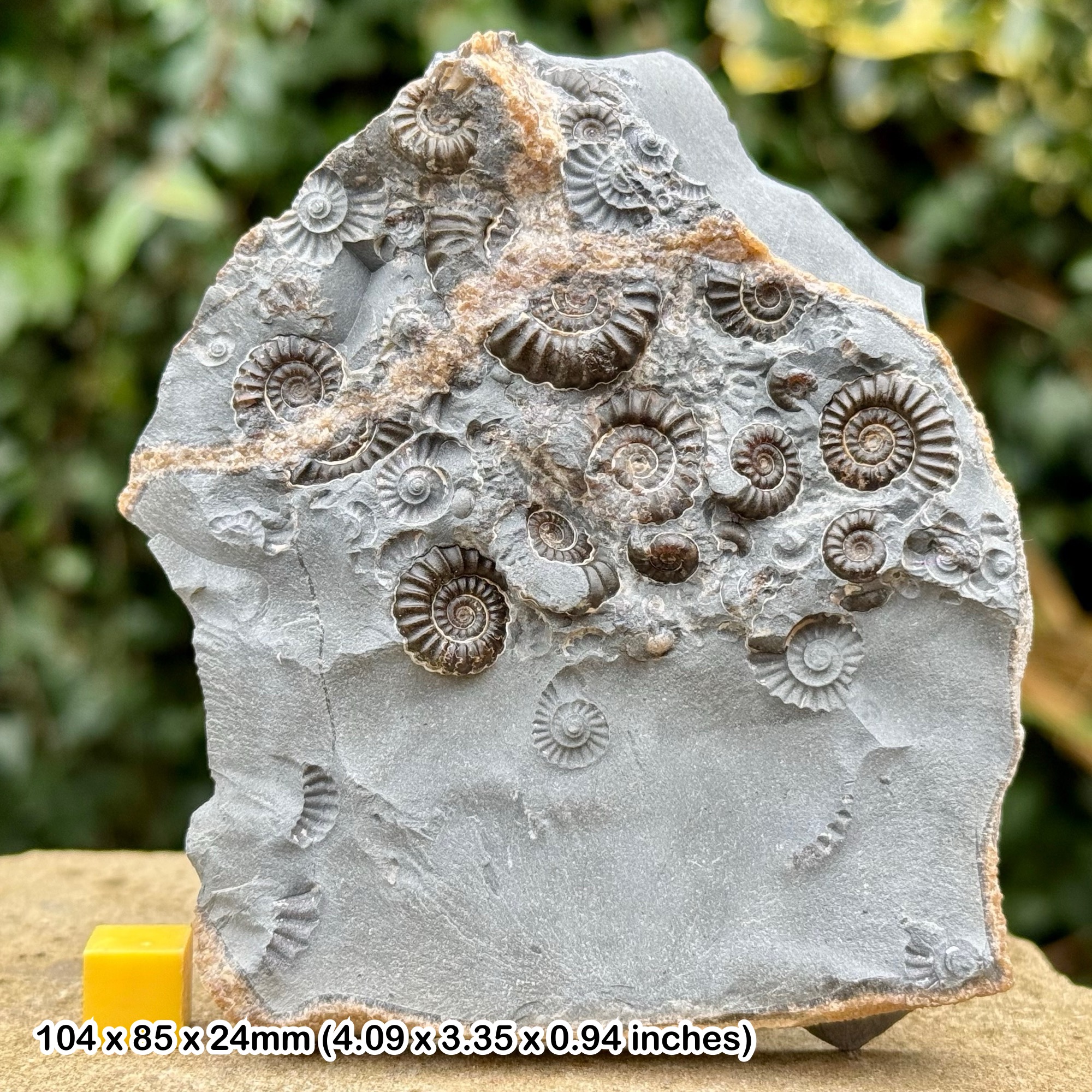 6792318450acb9449cbb2062.jpg – UK Fossils