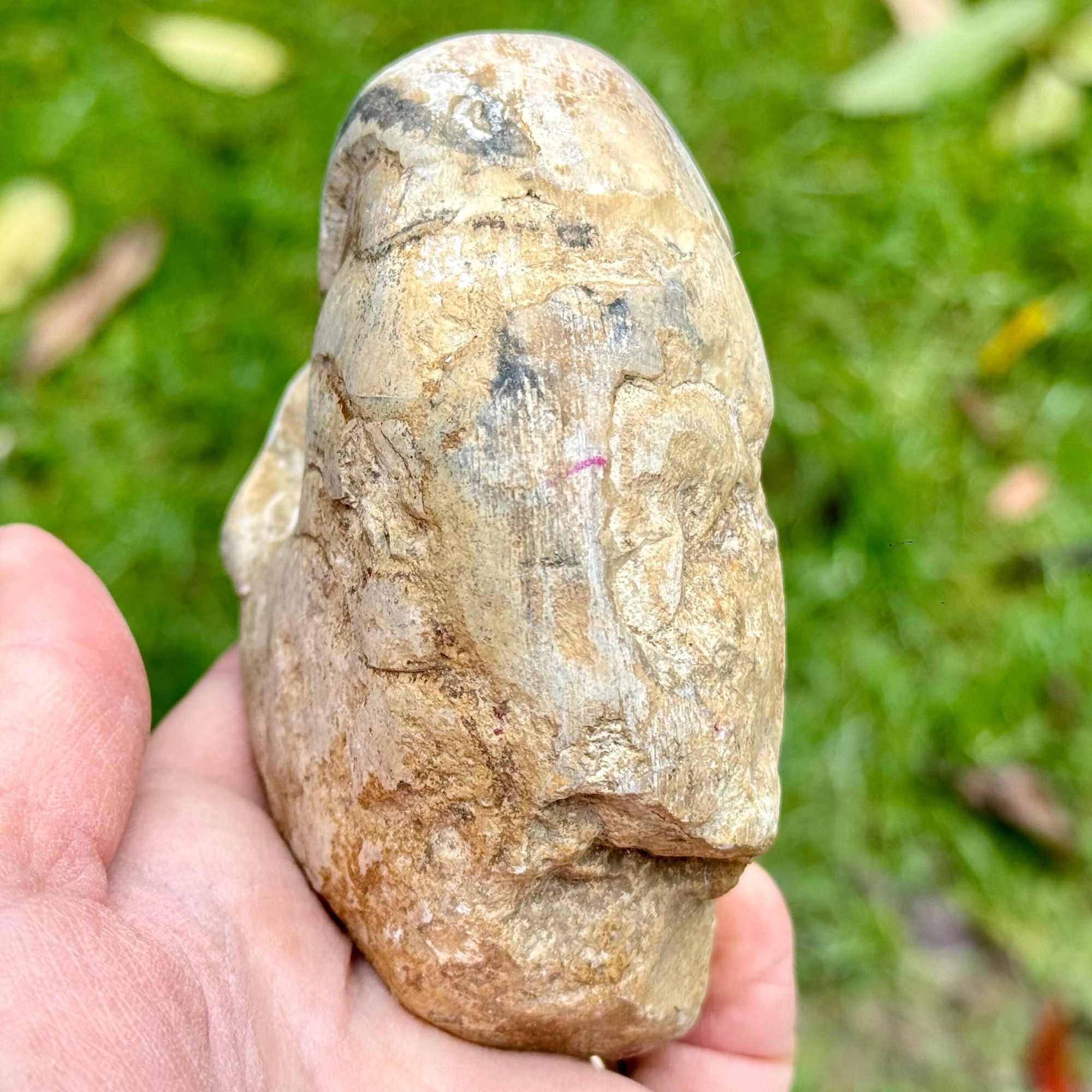 67b5e46fb8f427a630ff19b8.jpg – UK Fossils