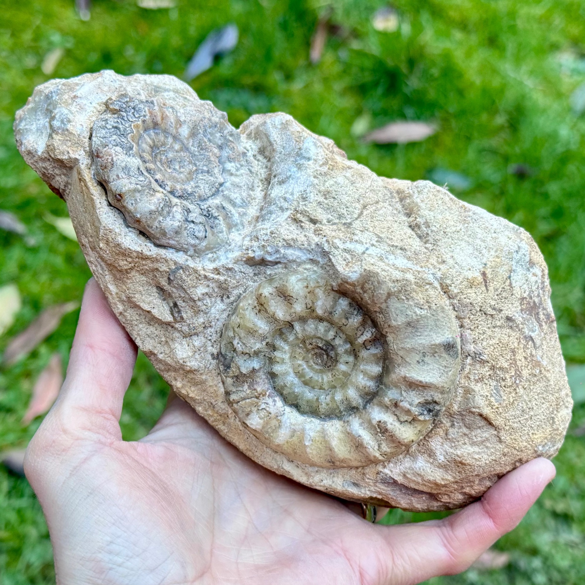 67bc76ea79f4d976111e45b9.jpg – UK Fossils