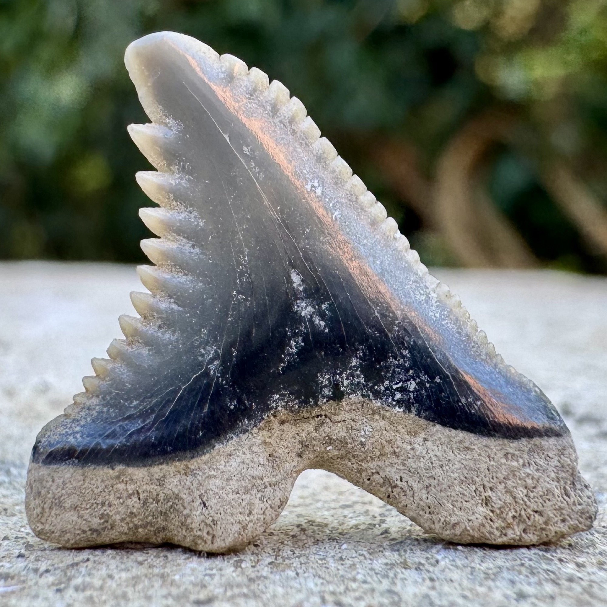 Fossils - (67e676fb7c7c3ccced020cf7.jpg) - UK Fossils