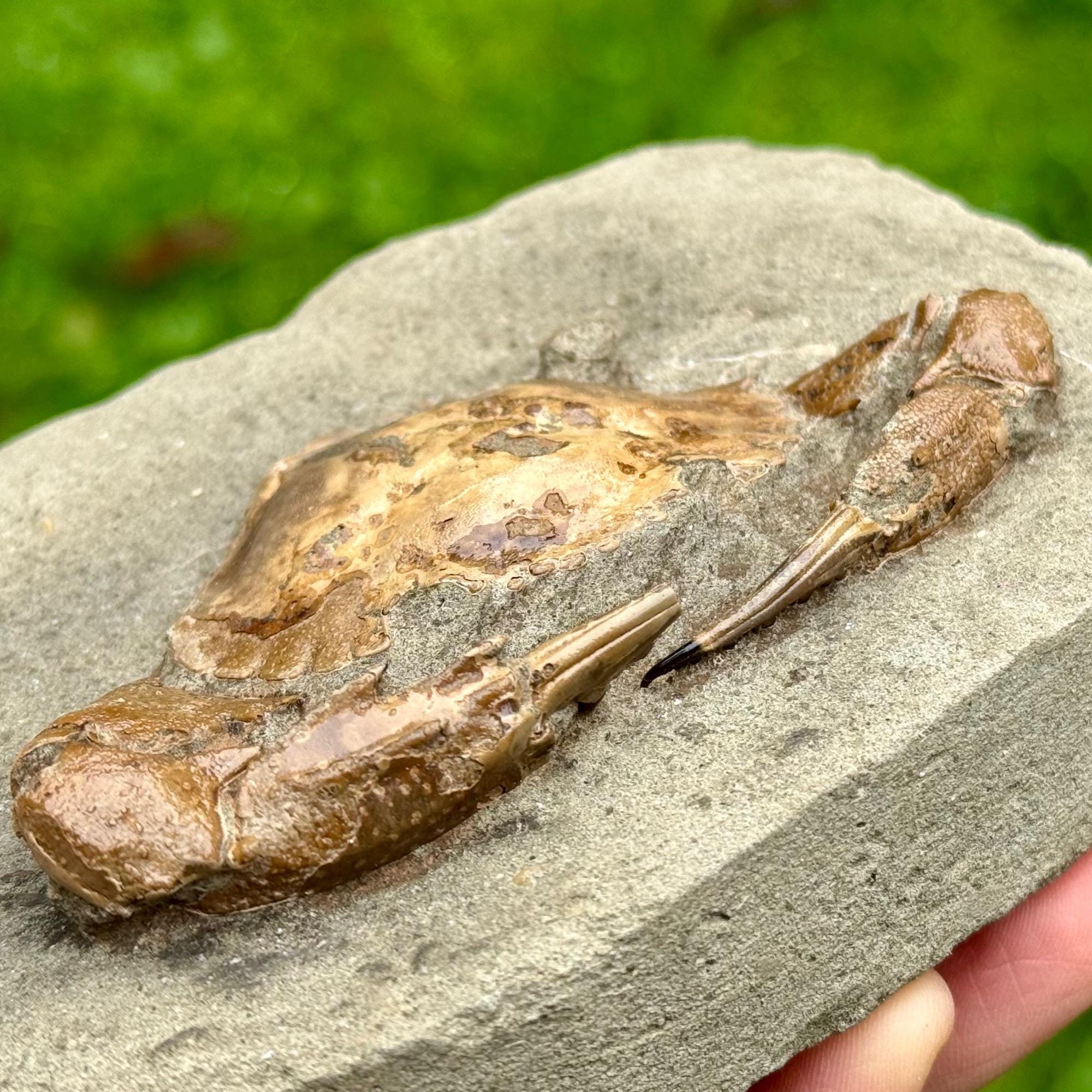 682504ec316a4d63ff9577bf.jpg – UK Fossils
