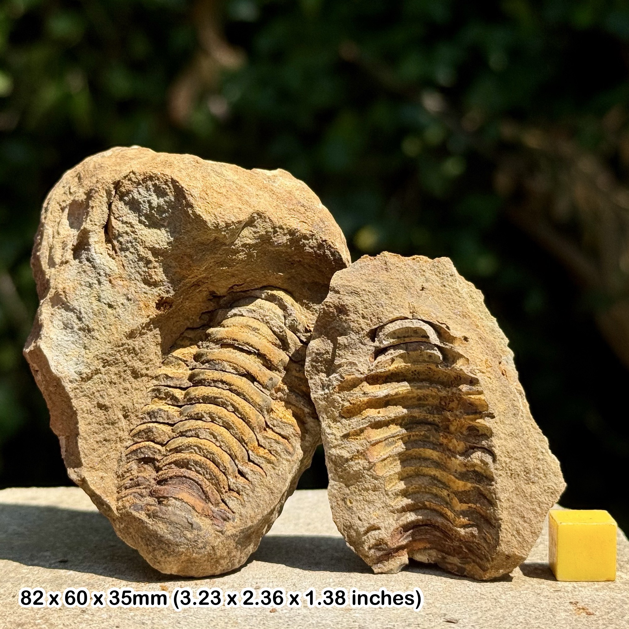 Fossils - (68381c06221a198a48f020ed.jpg) - UK Fossils
