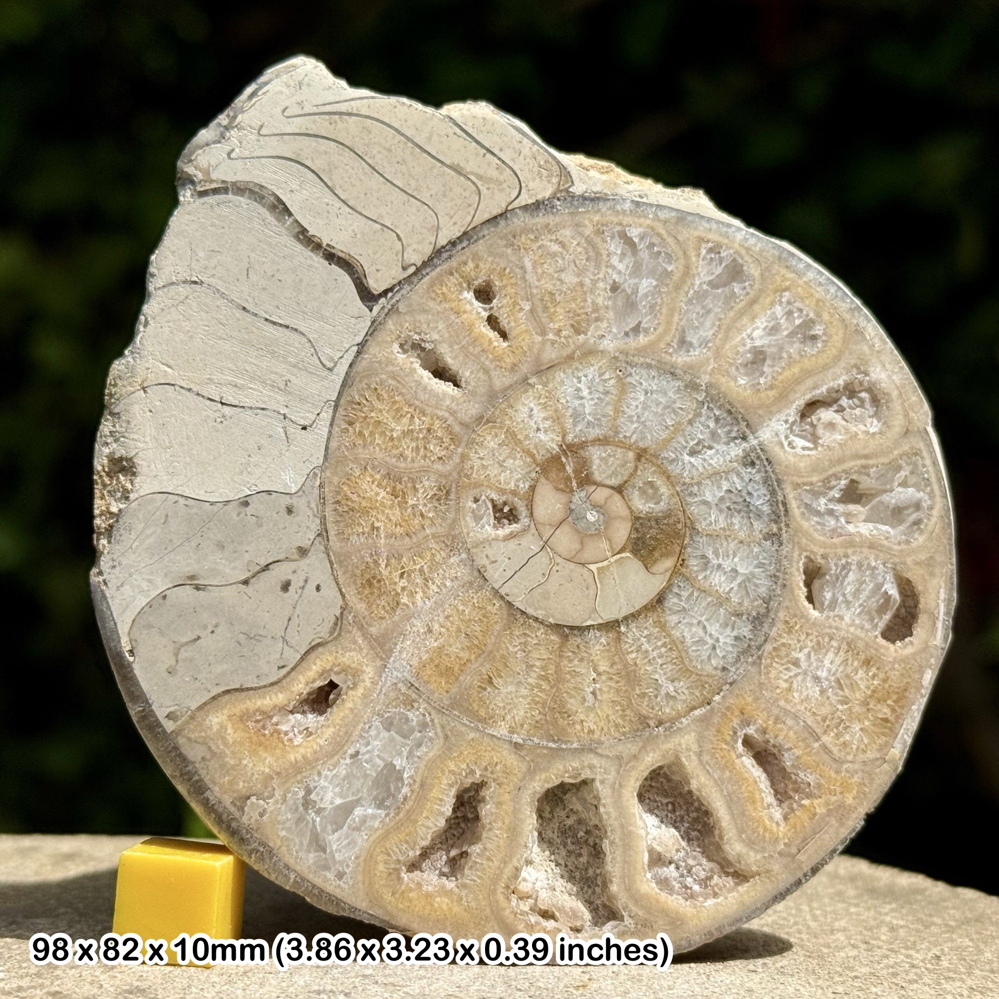 6888c7e5913d13f2484f680f.jpg – UK Fossils