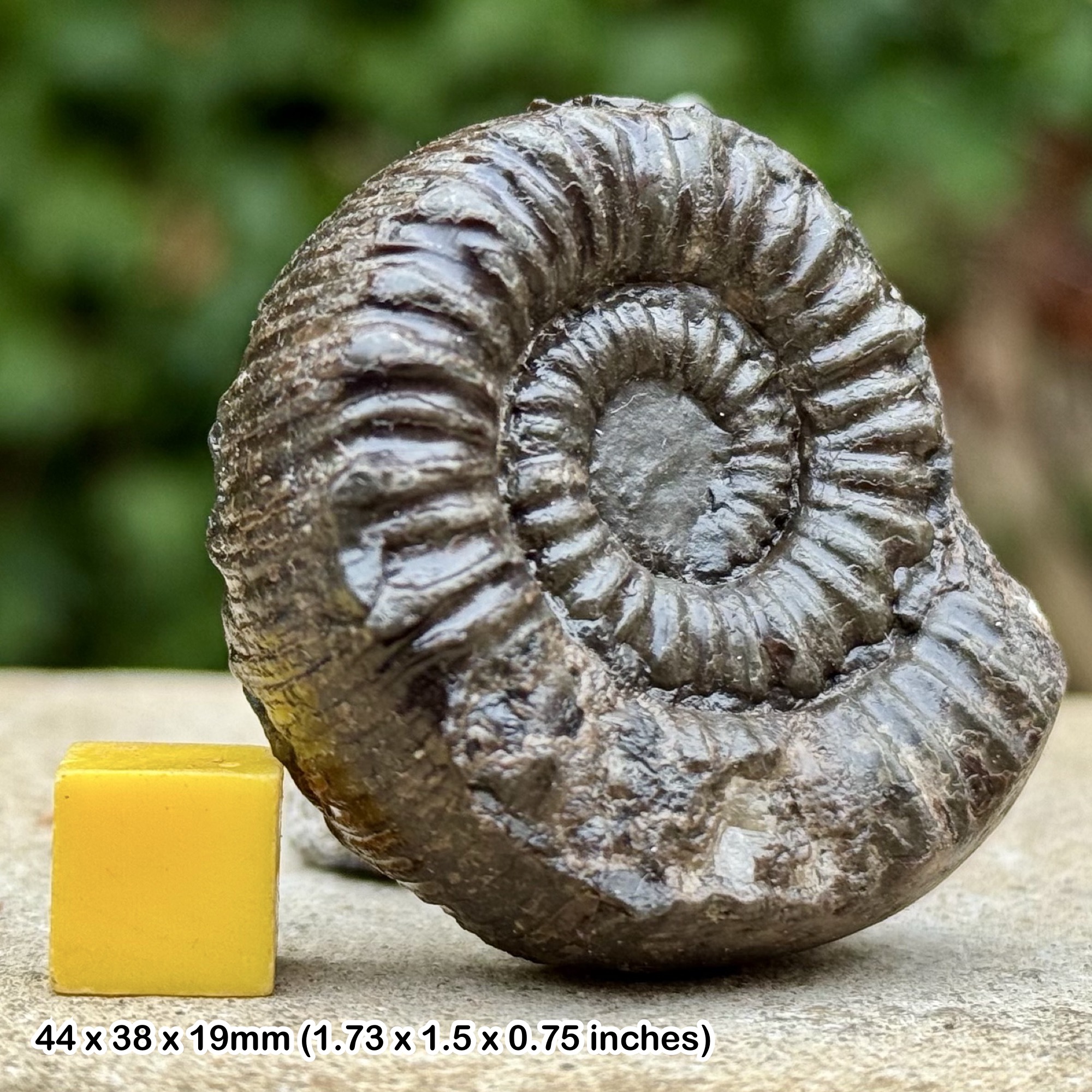 68a41dce7365d2e2cb96f988.jpg – UK Fossils