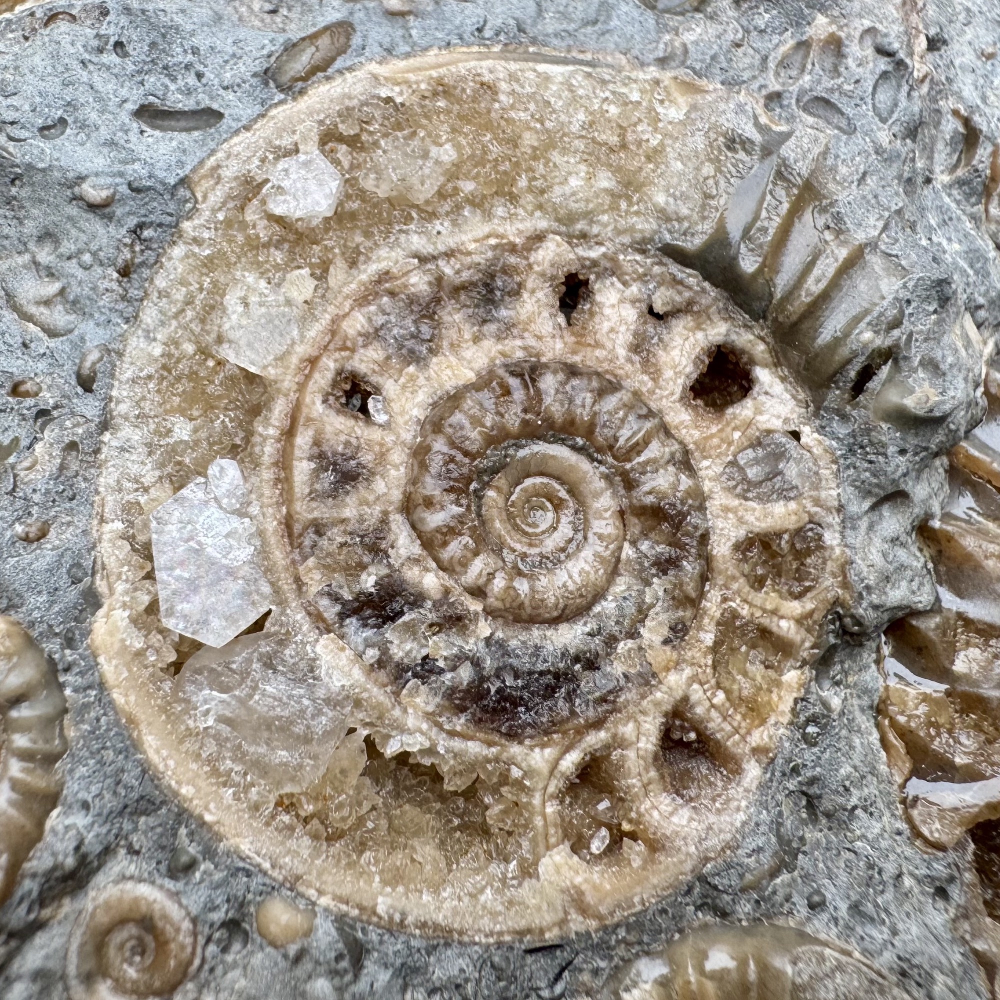 68ee57bd89556ef2e4b0f5c7.jpg – UK Fossils