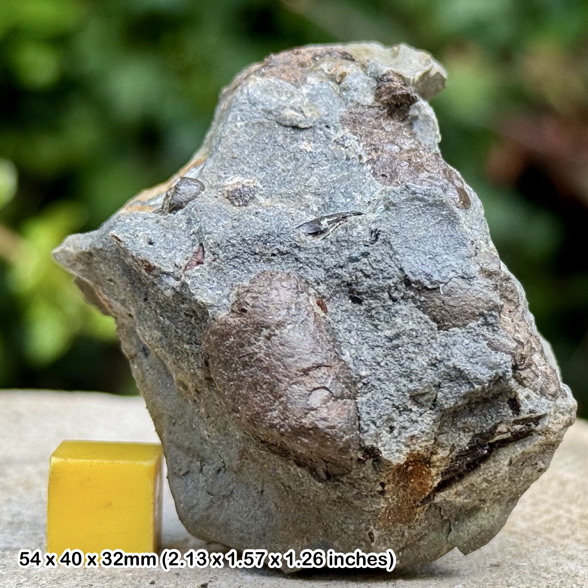Fossils - (Coprolite) - UK Fossils