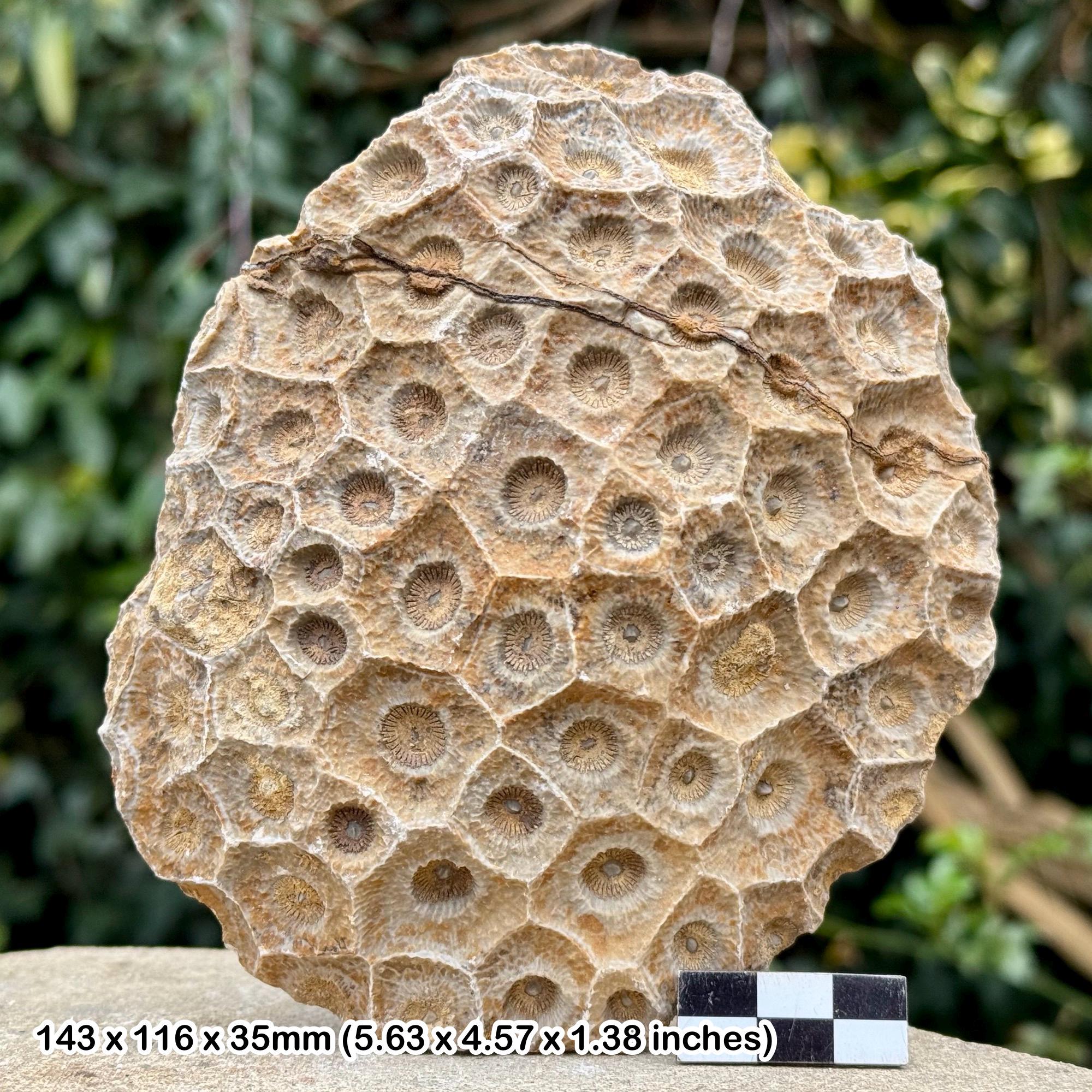 Fossils - (Moroccan Corals) - UK Fossils
