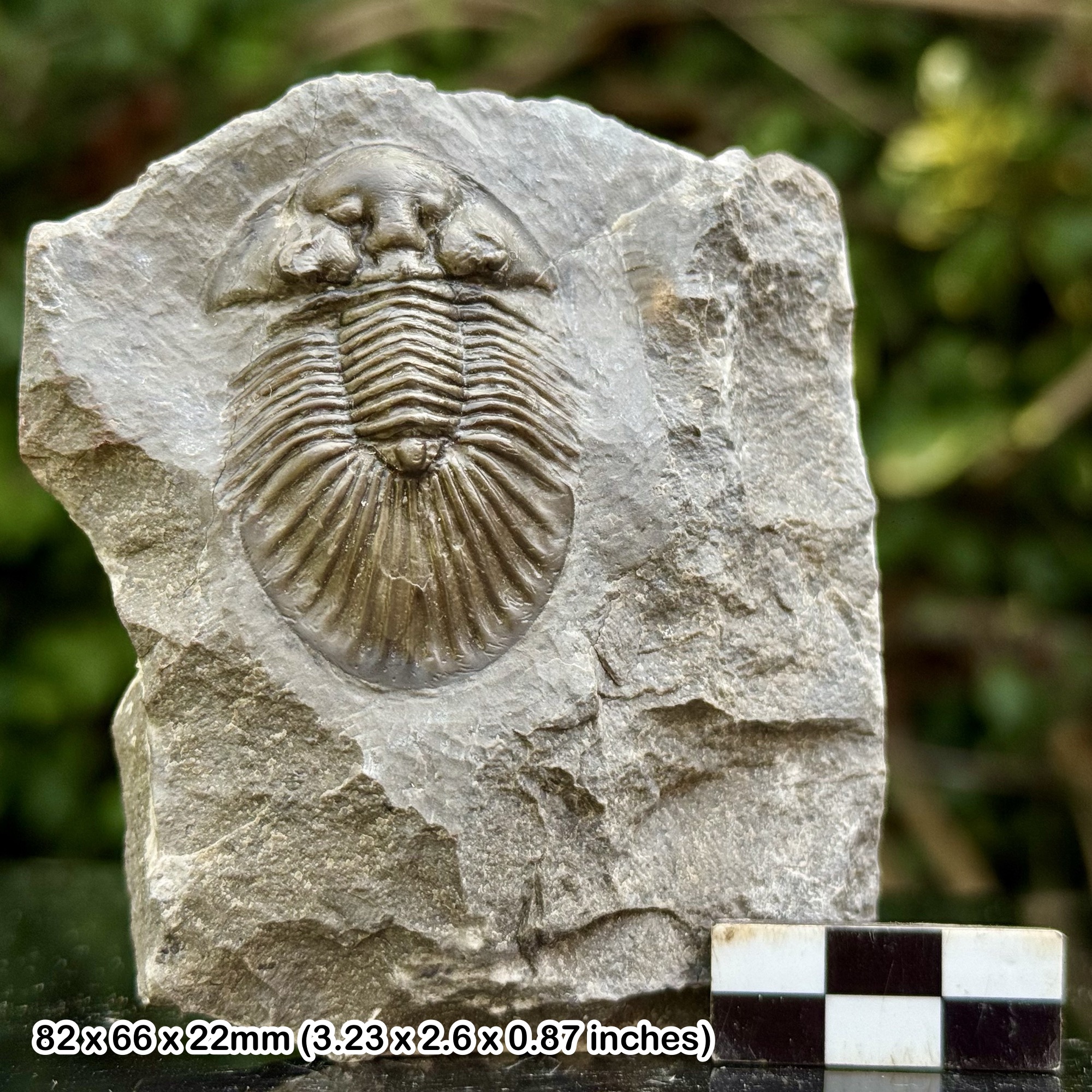 Fossils - (Scutellum) - UK Fossils