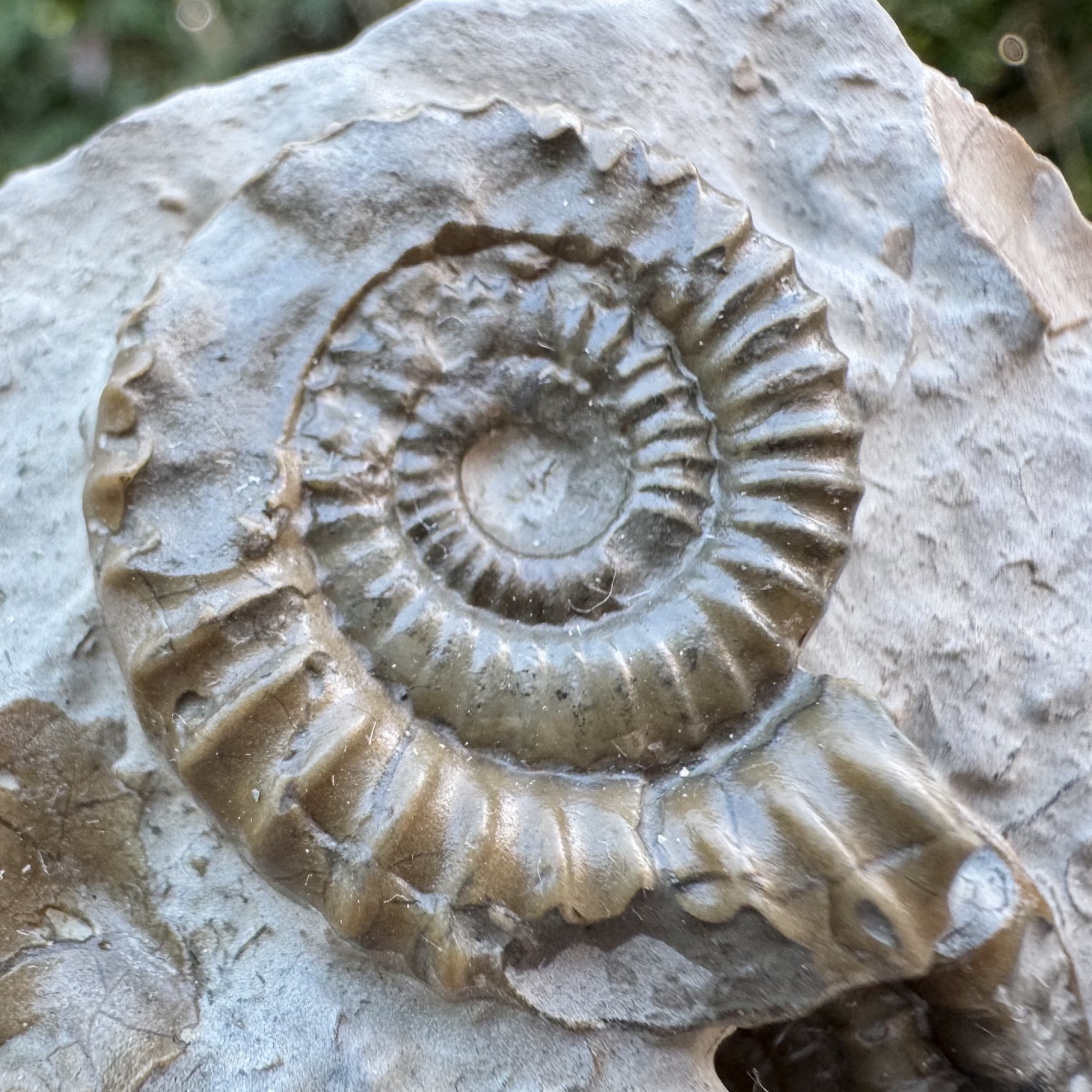 69006c4f41a9a65cec6a2b9a.jpg – UK Fossils