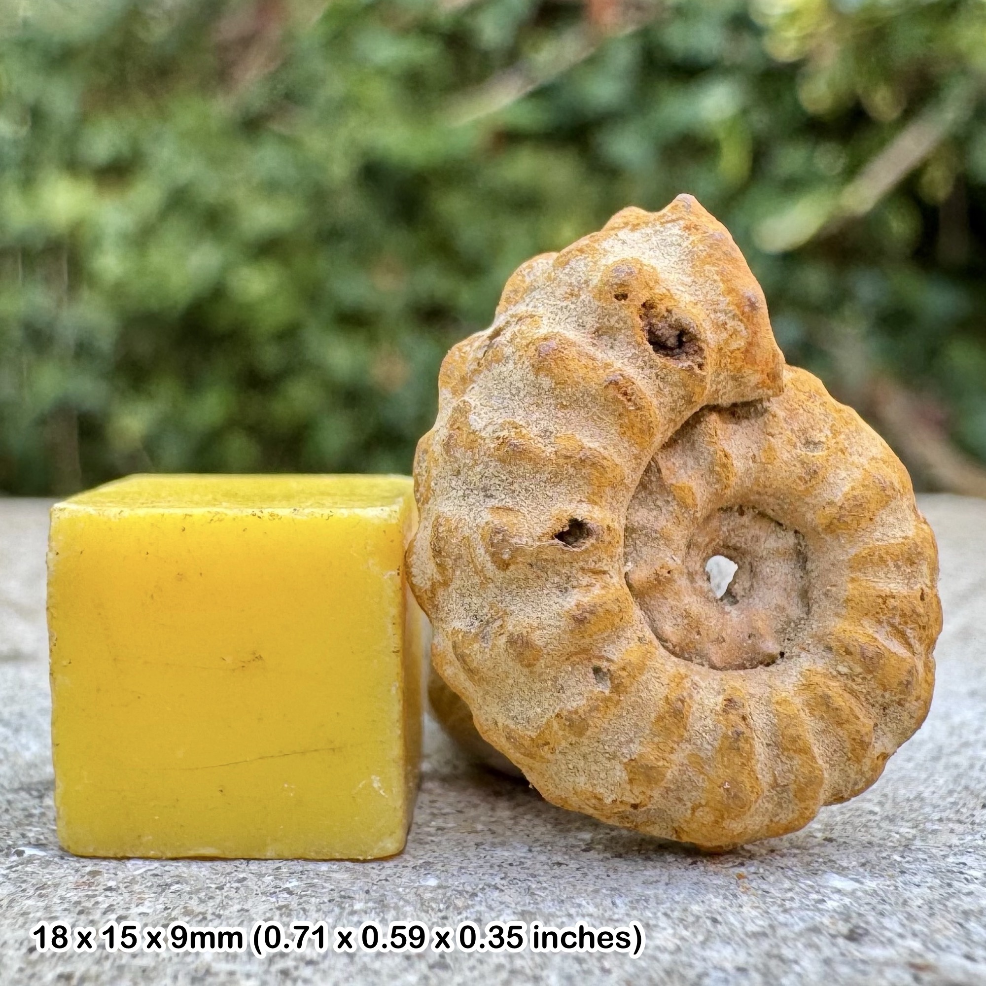 Fossils - (68a82e4377cd436cad079f62.jpg) - UK Fossils
