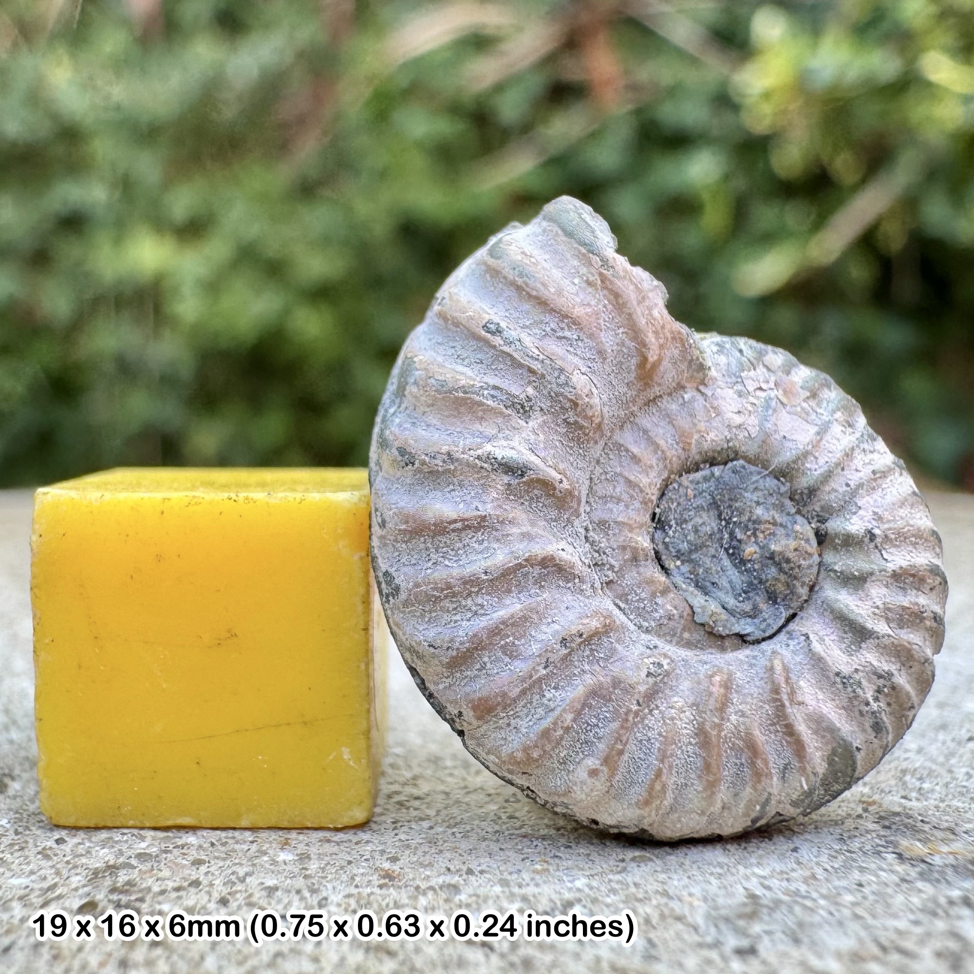 Fossils - (68a8414d77cd436cad2fef69.jpg) - UK Fossils